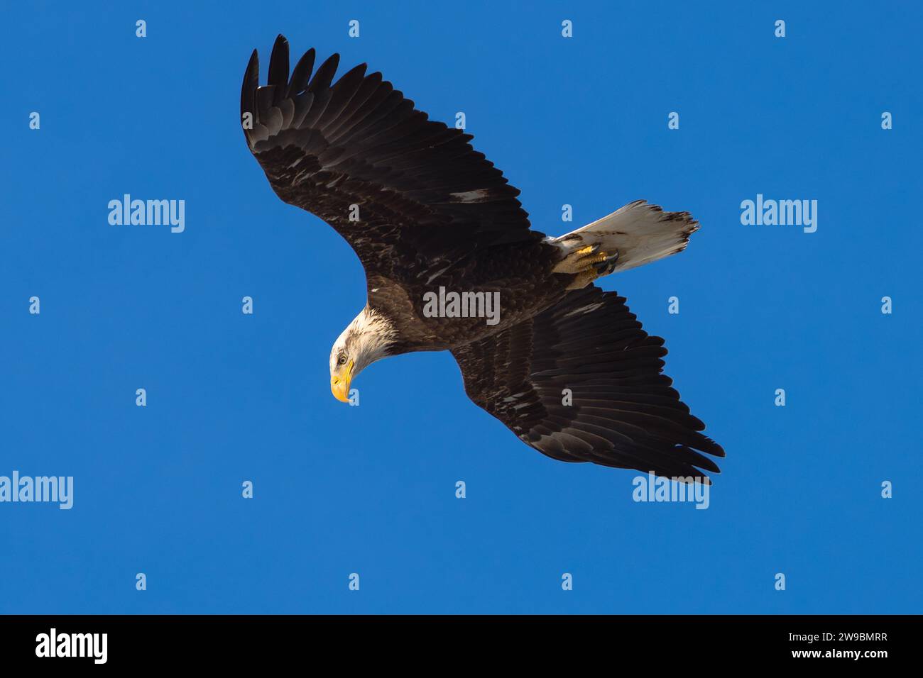 A young Bald Eagle soaring high against a blue sky, looks down searching for prey Stock Photo ...