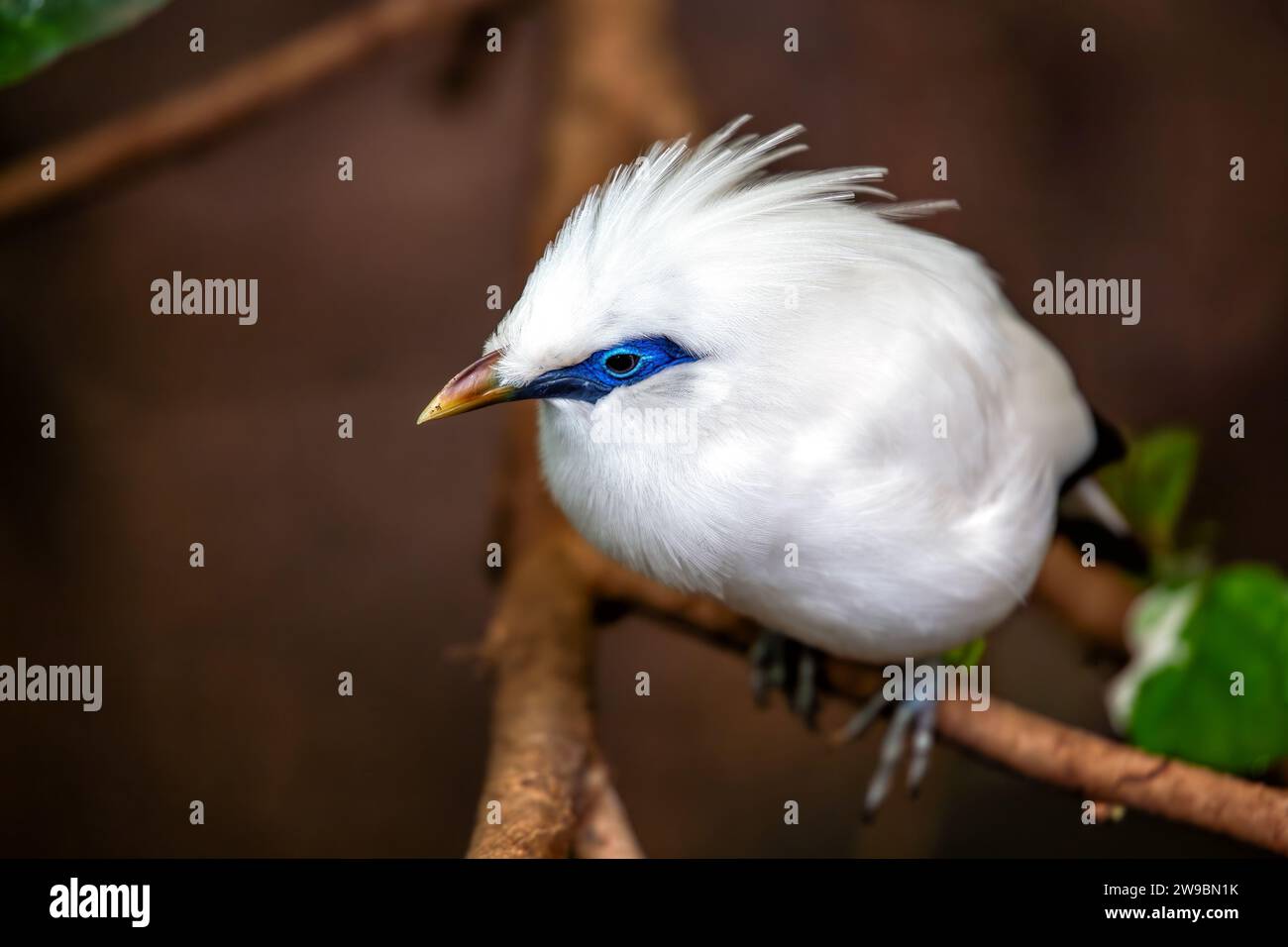 Exquisite Bali Starling, Leucopsar rothschildi, graces Indonesian skies ...