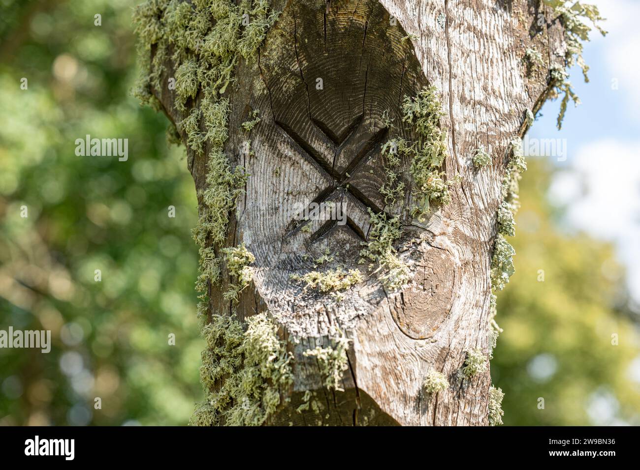 Runic symbols carved into a moss-covered wooden pole. A pagan place of ...