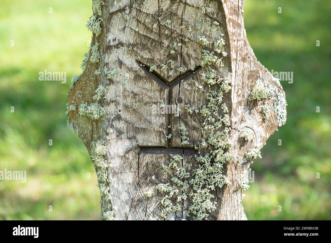 Runic symbols carved into a moss-covered wooden pole. A pagan place of ...