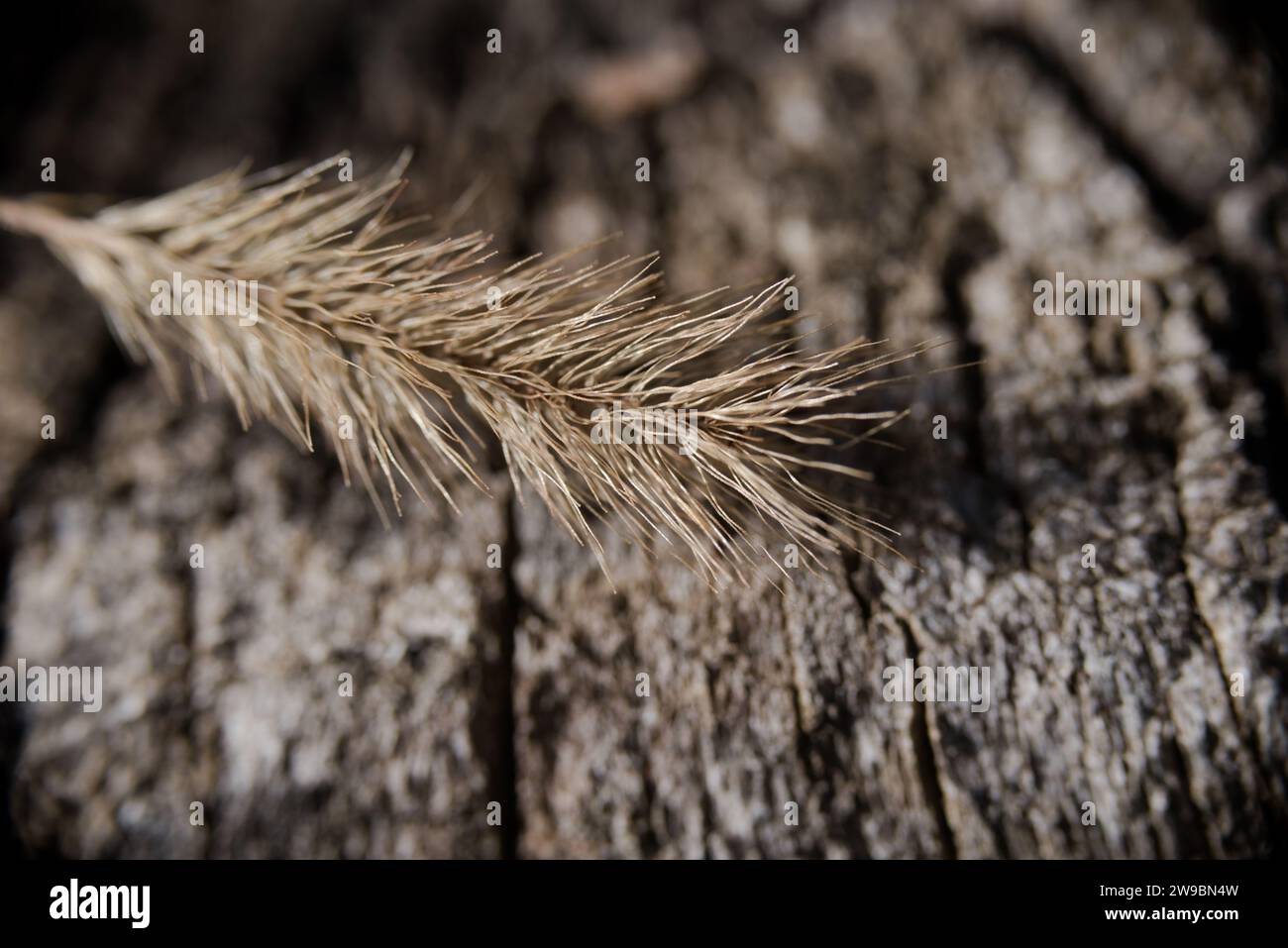 Dry ear of grass close-up on the wood texture background Stock Photo ...