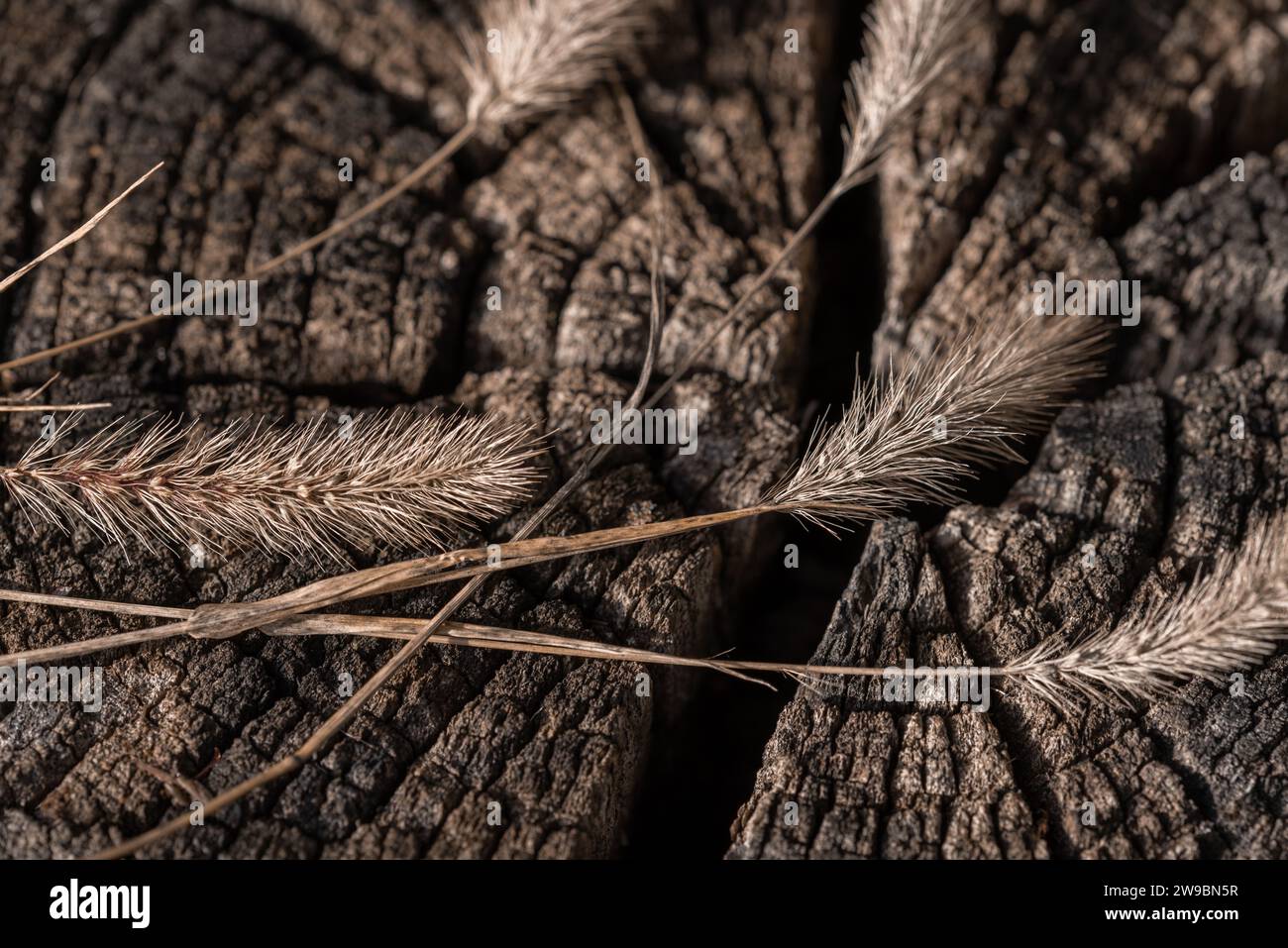 Dry ear of grass close-up on the wood texture background Stock Photo ...