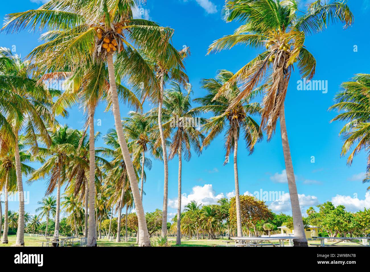 A Crandon Beach Park in Miami, Florida featuring lush green palm trees ...