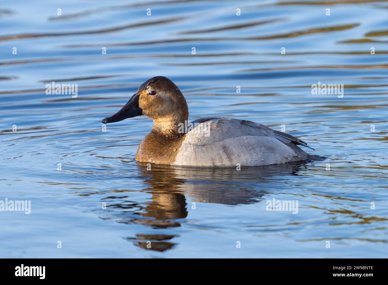 Canvasback duck hi-res stock photography and images - Alamy