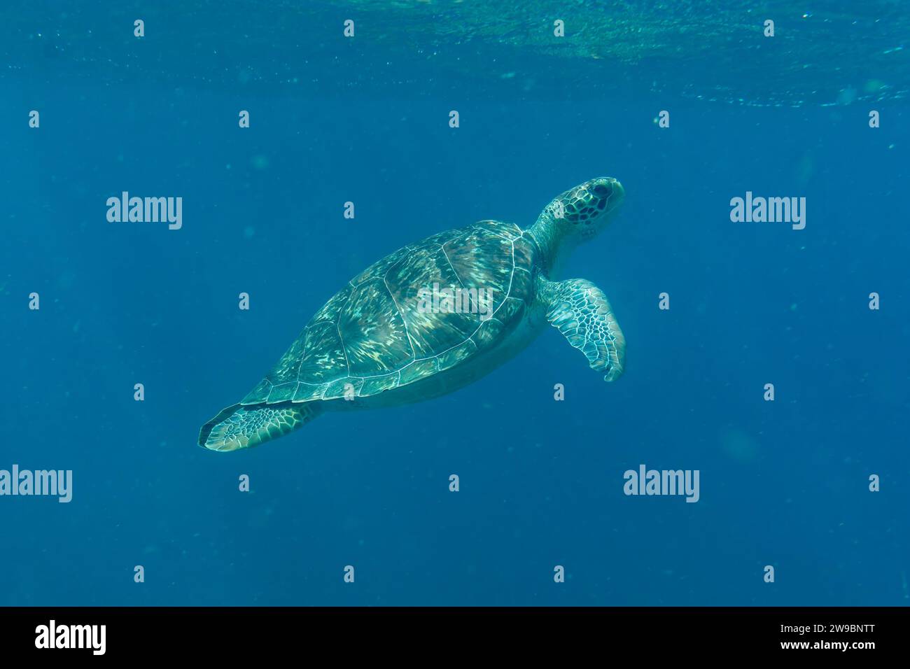 A sea turtle swims underwater in tropical seas. High quality photo ...