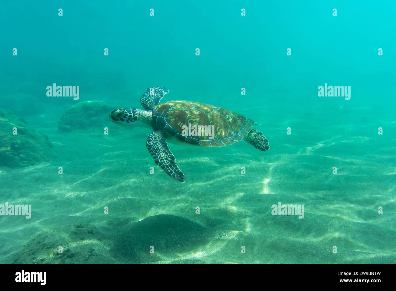 A sea turtle swims underwater in tropical seas. High quality photo ...