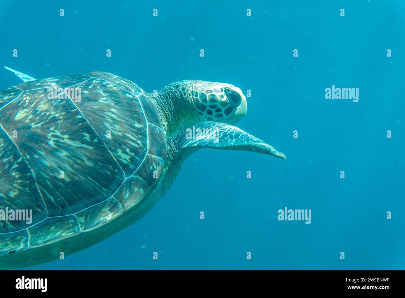 A sea turtle swims underwater in tropical seas. High quality photo ...