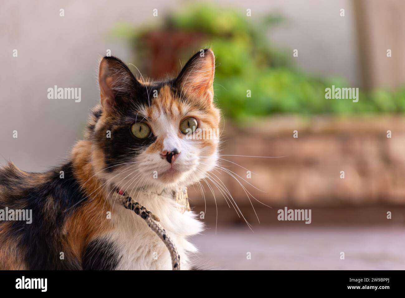 Adorable multi-colored cat perched on a cement surface, looking ...
