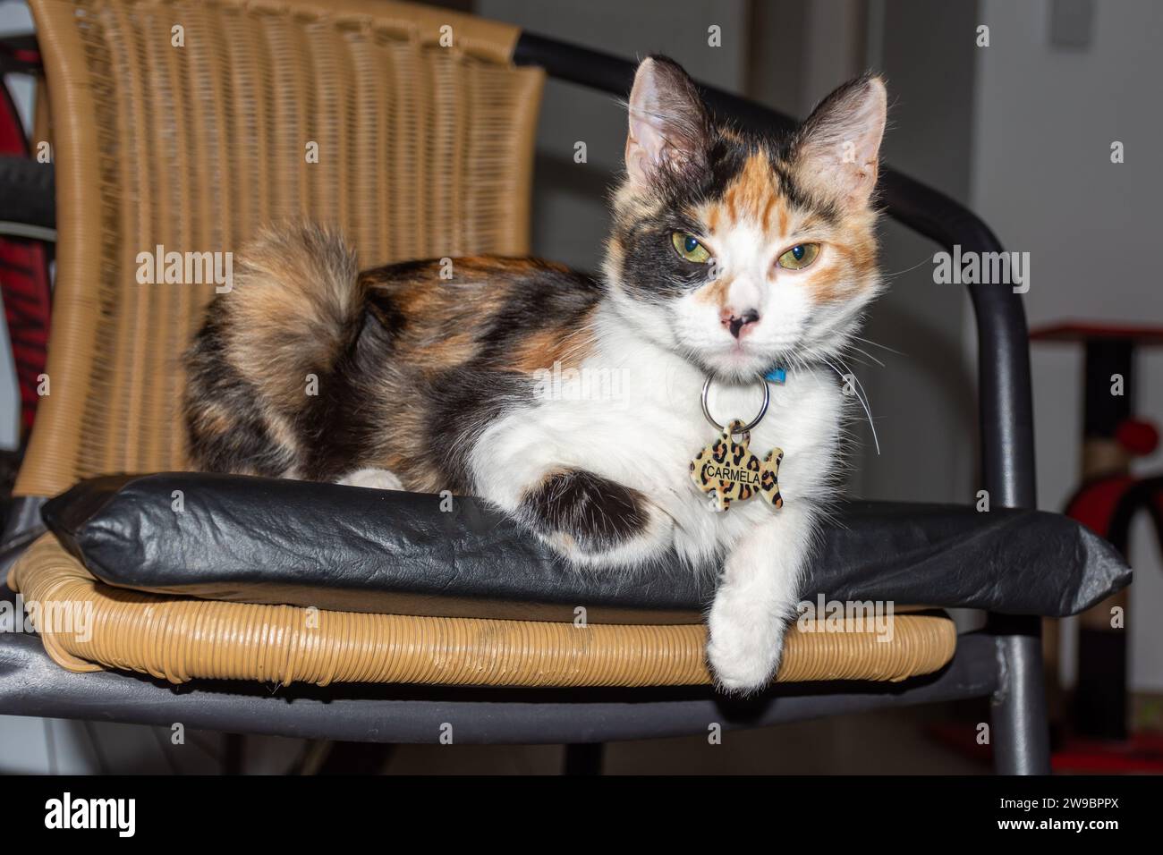 A beautiful calico cat lounges in a comfortable outdoor chair, its fur ...