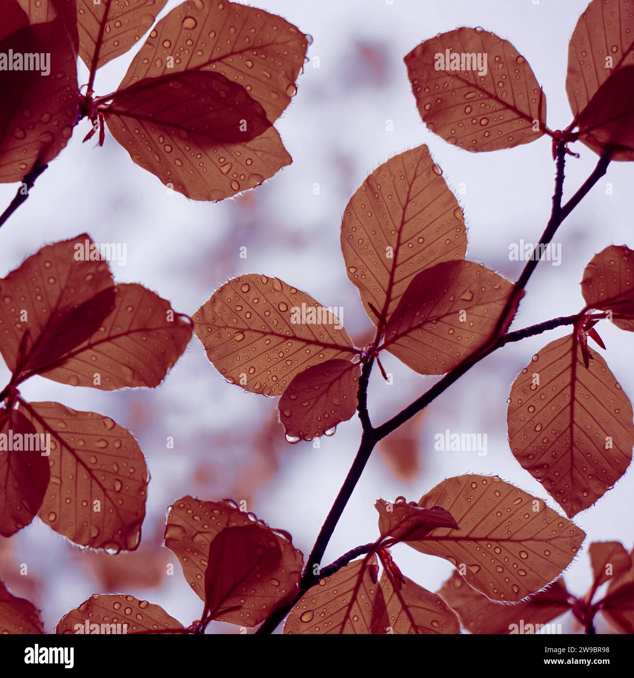 brown tree leaves in the nature in autumn season Stock Photo - Alamy
