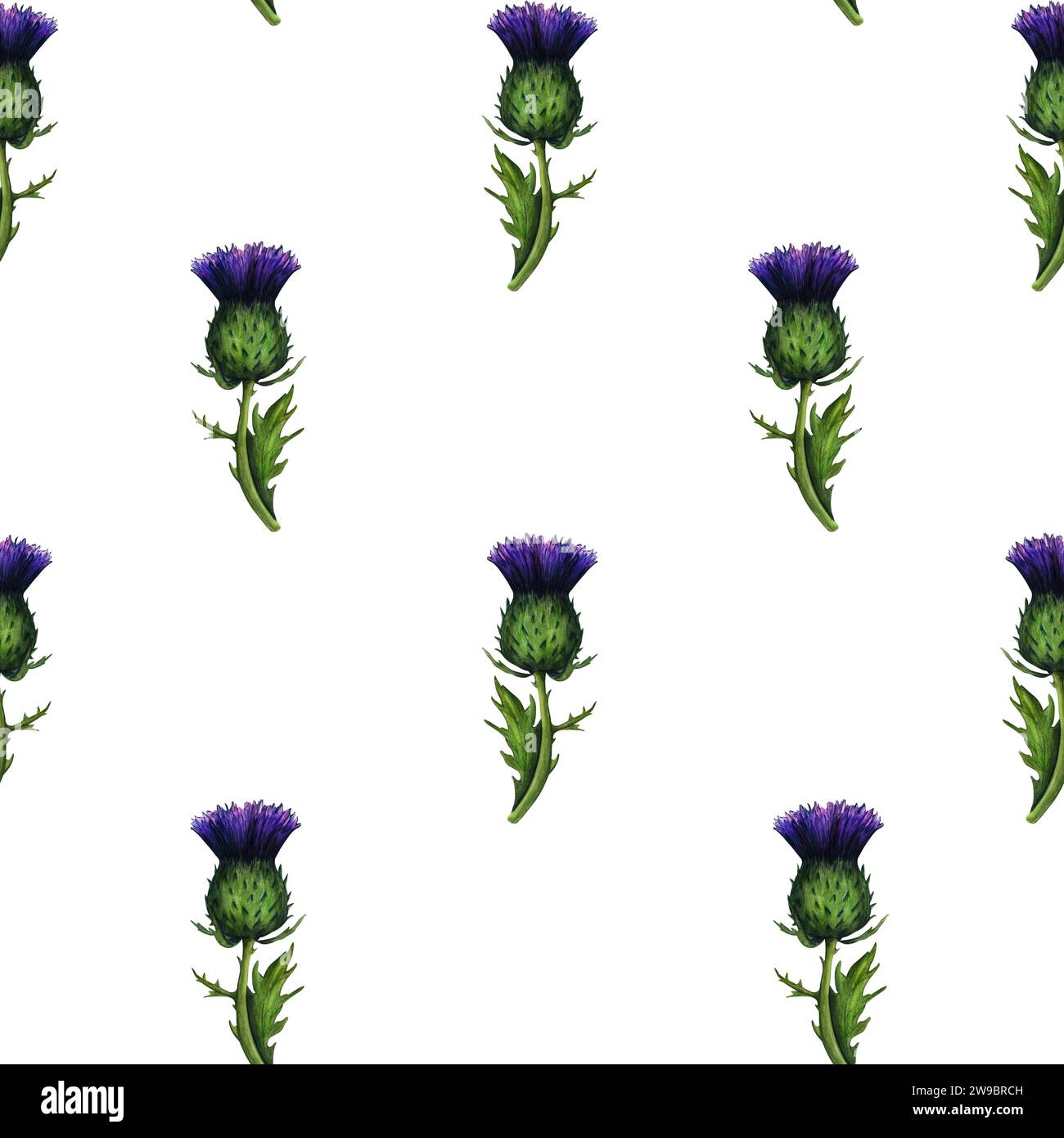 Watercolor seamless pattern thistle, wild flowers illustration, meadow ...