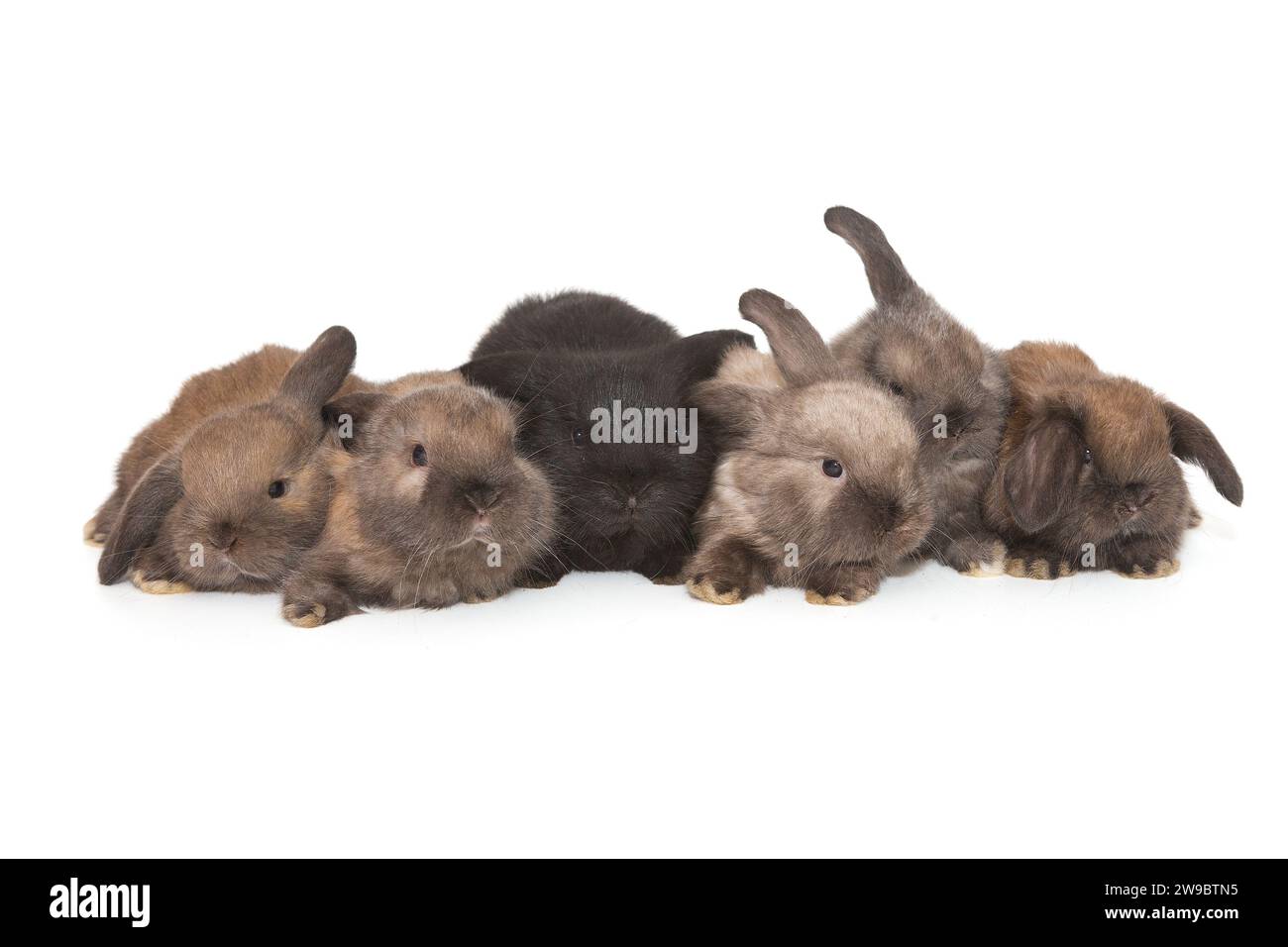 Six rabbits isolated hi-res stock photography and images - Alamy