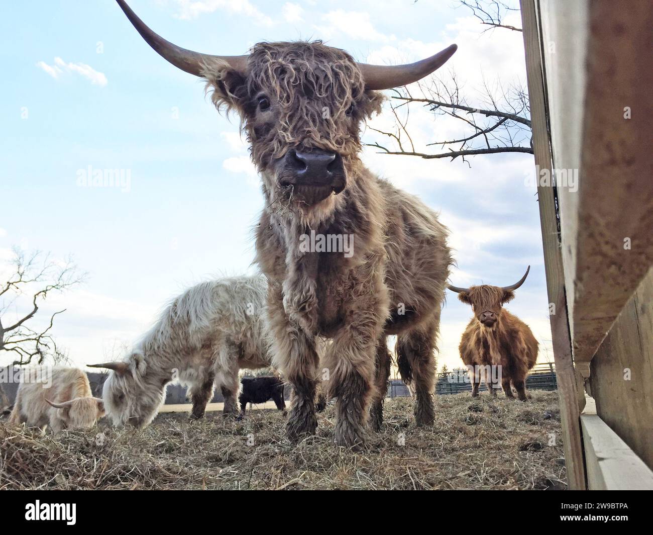 Group of highland cattle hi-res stock photography and images - Alamy