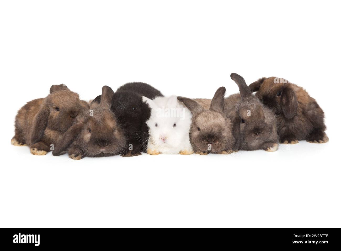 Seven small fold-eared rabbits are sitting in a row, isolated on a ...