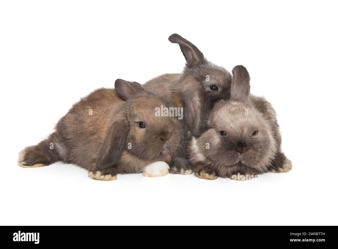 Three small fold-eared rabbits, isolated on a white background Stock ...