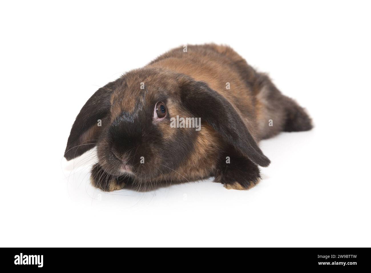 Decorative, fold-eared rabbit of brown color, isolated on a white ...