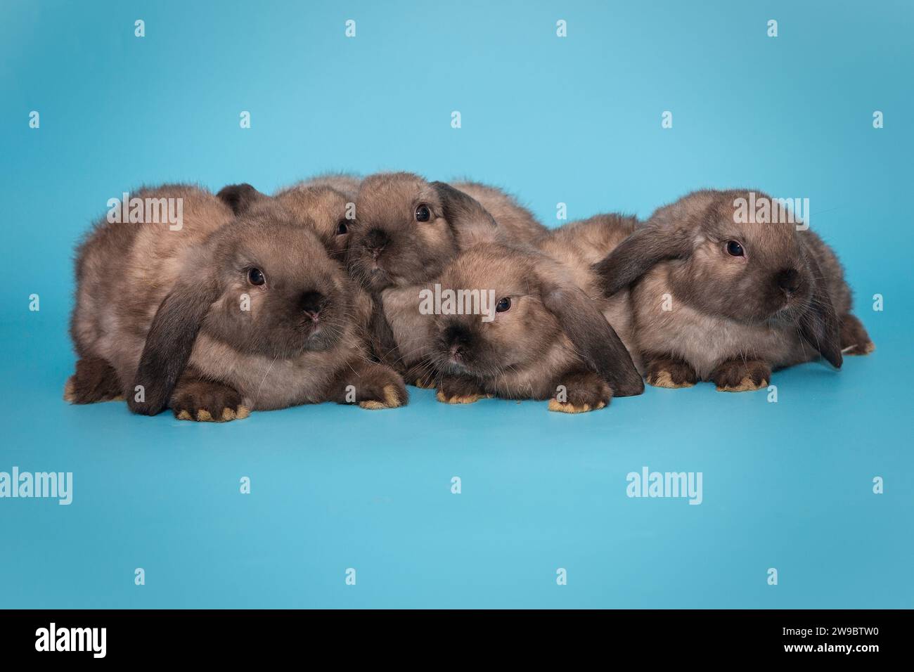 Five little fold-eared rabbits are sitting in a pile, on a blue ...