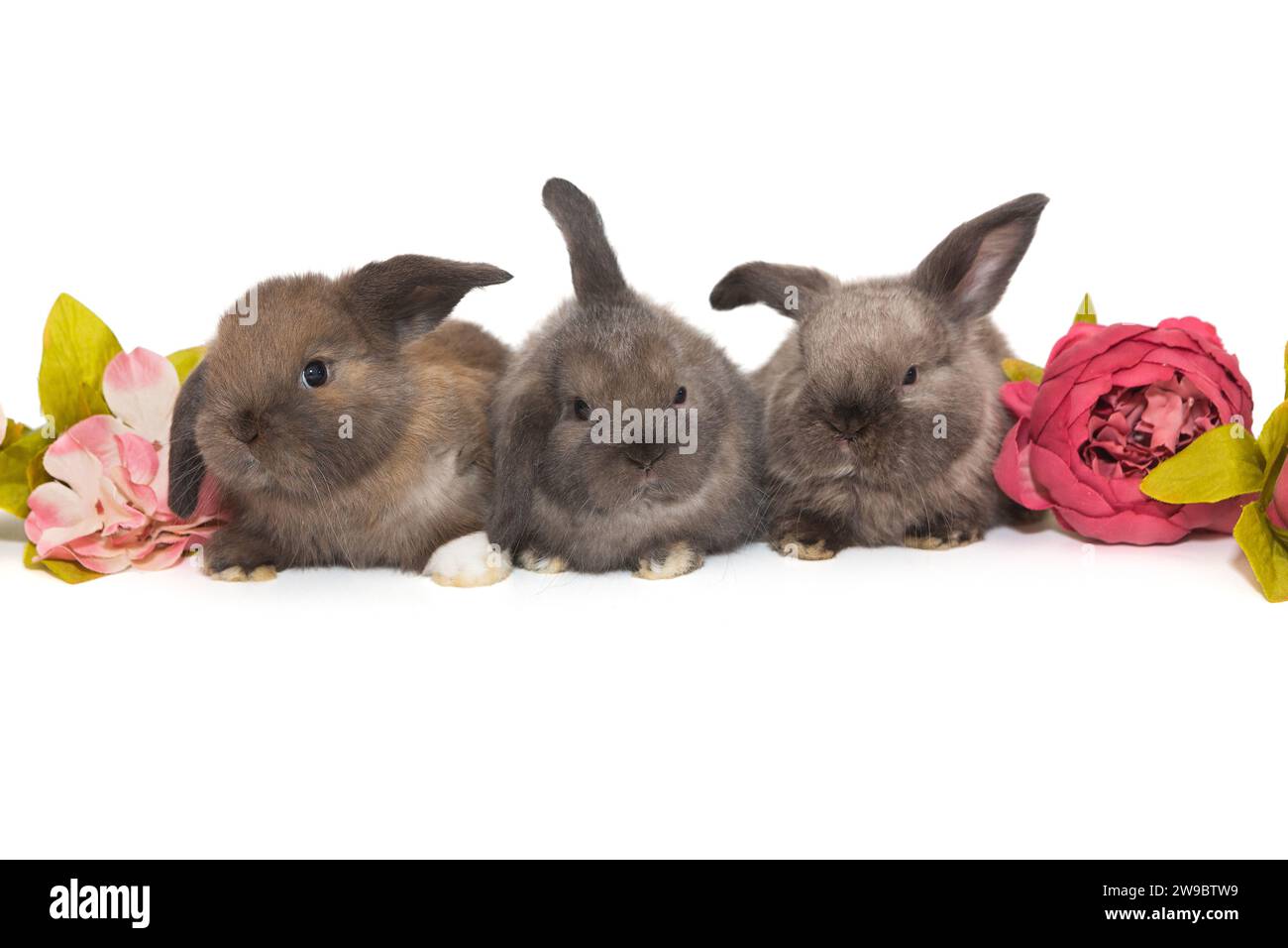 Three small fold-eared rabbits are sitting next to flowers, isolated on ...