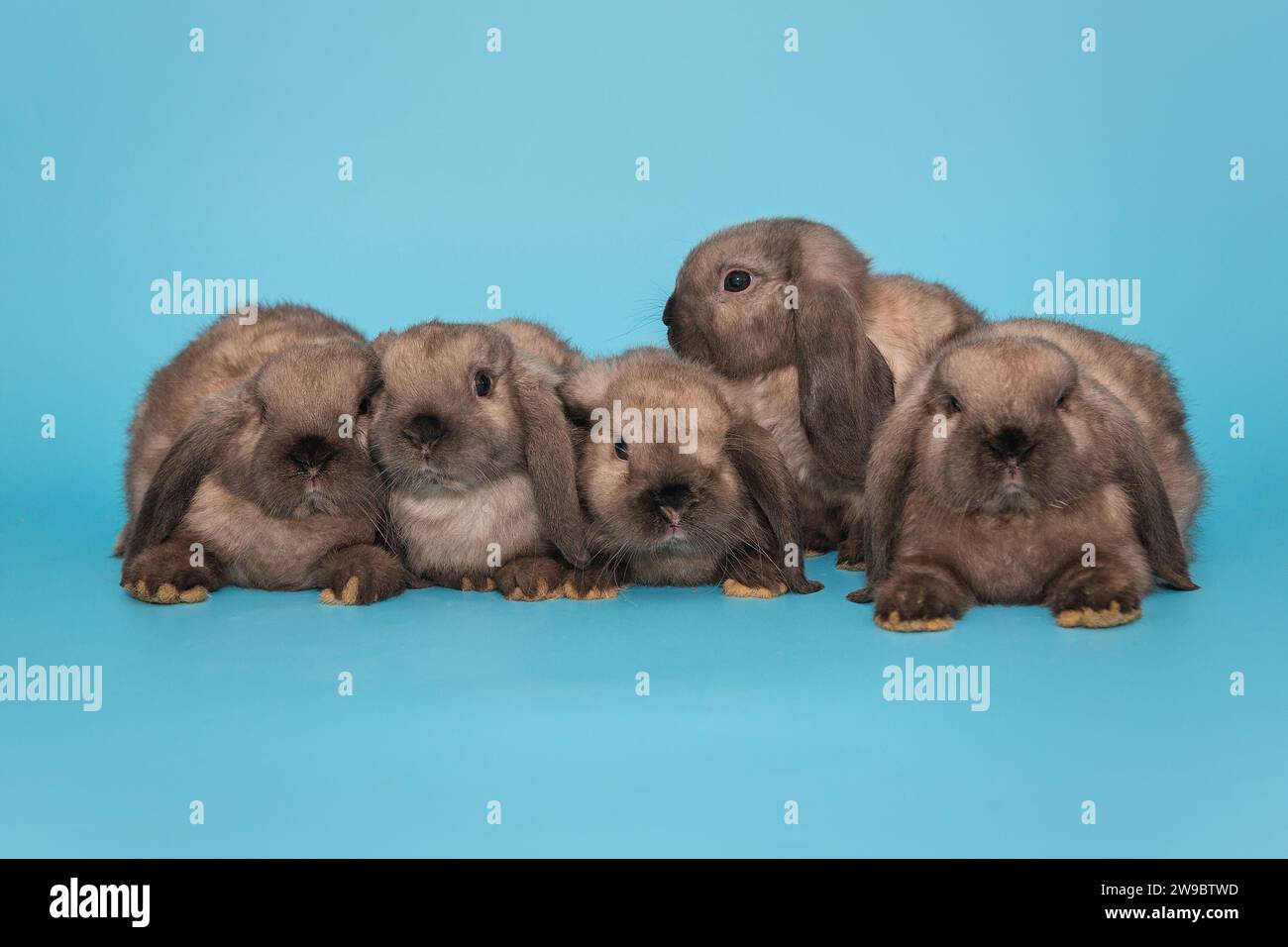 Five rabbits hi-res stock photography and images - Alamy