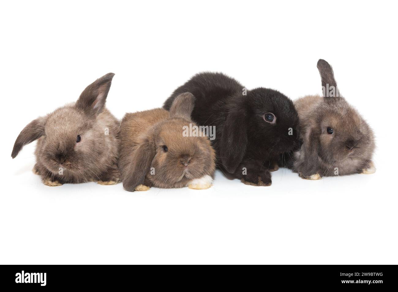Four small fold-eared rabbits are sitting in a row, isolated on a white ...