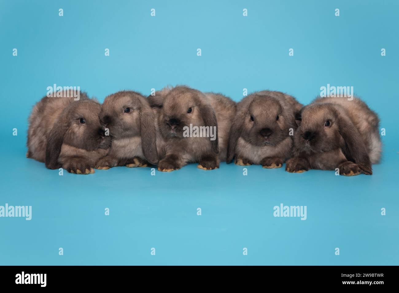 Five small fold-eared rabbits are sitting in a row, on a blue ...