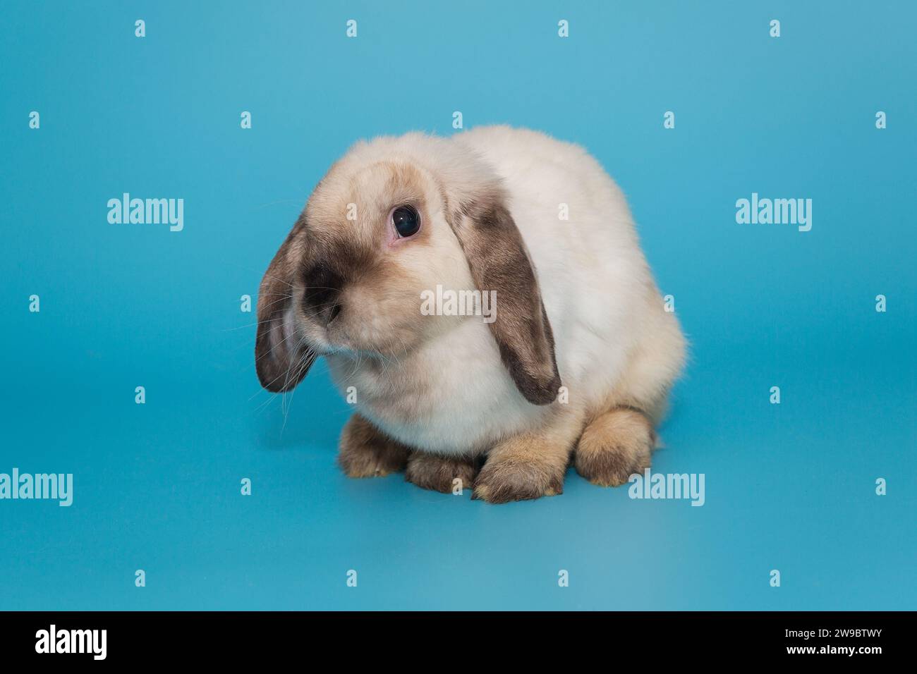 Decorative, fold-eared rabbit of Siamese color, on a blue background ...