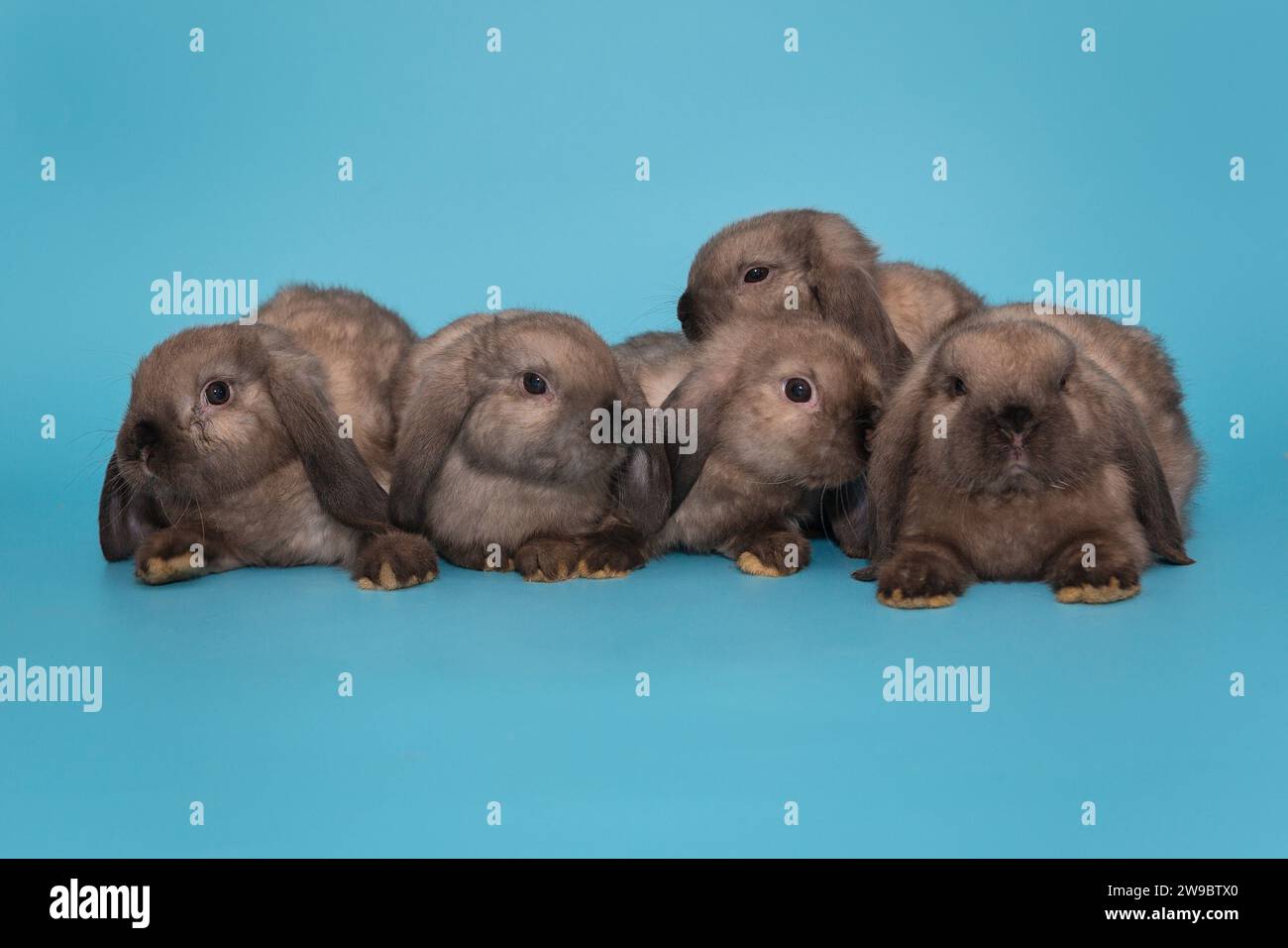 Five little fold-eared rabbits are sitting in a pile, on a blue ...