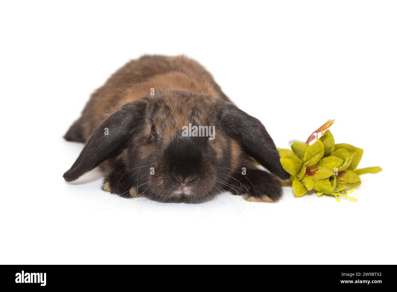 Brown-colored fold-eared rabbit and a green branch, isolated on a white ...