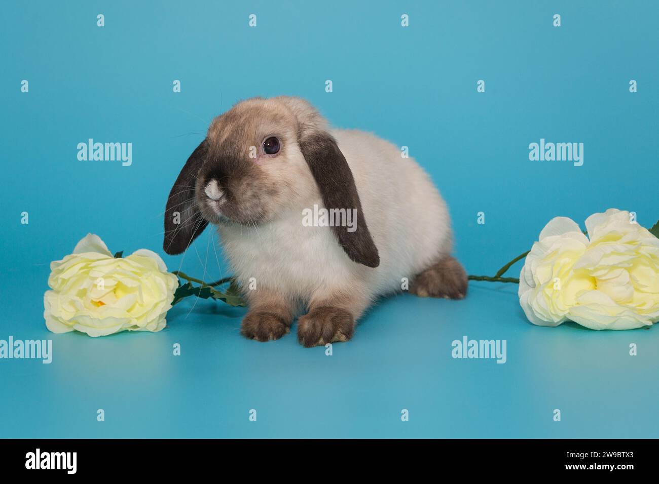 Decorative, fold-eared rabbit of Siamese color and white flowers on a ...