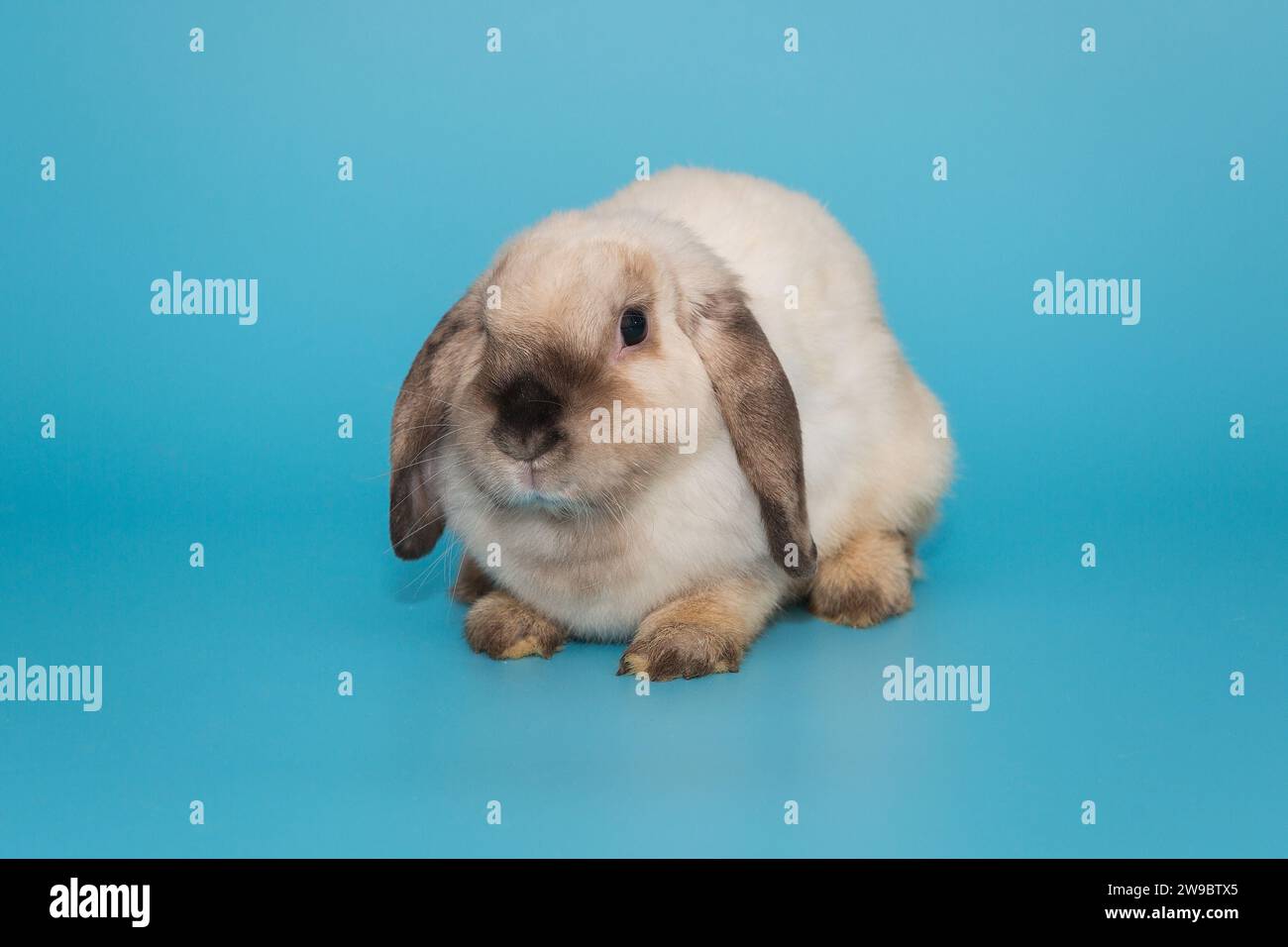 Decorative, fold-eared rabbit of Siamese color, on a blue background ...