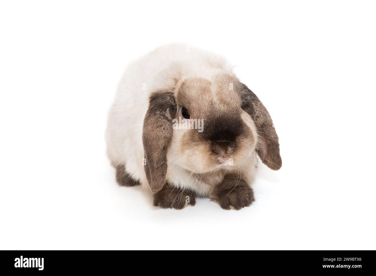 Decorative, fold-eared rabbit of Siamese color, isolated on a white ...