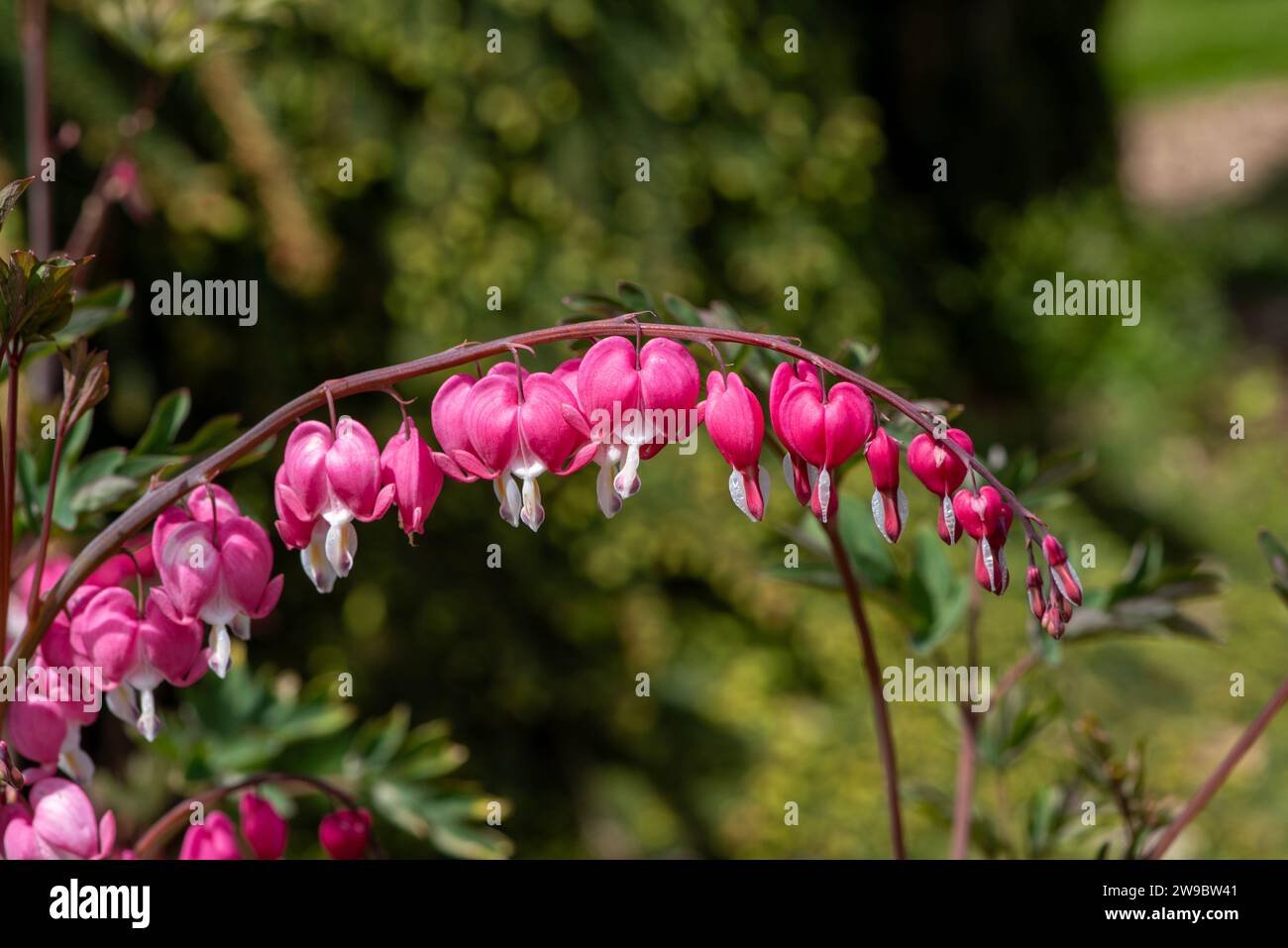 pink bleeding heart flowers Stock Photo - Alamy