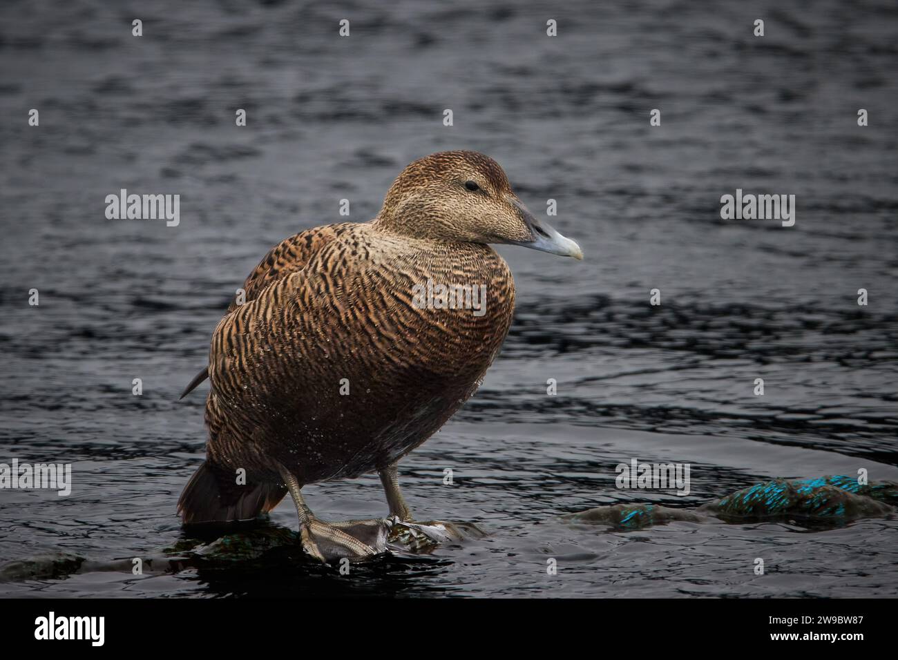 Eider mating hi-res stock photography and images - Alamy