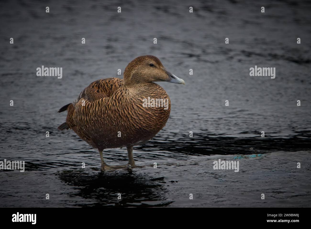 Eider mating hi-res stock photography and images - Alamy