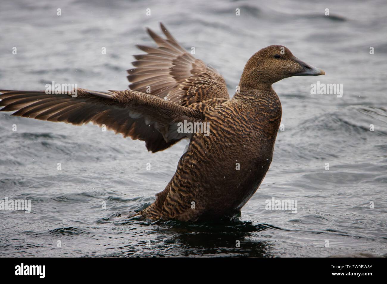 Eider mating hi-res stock photography and images - Alamy