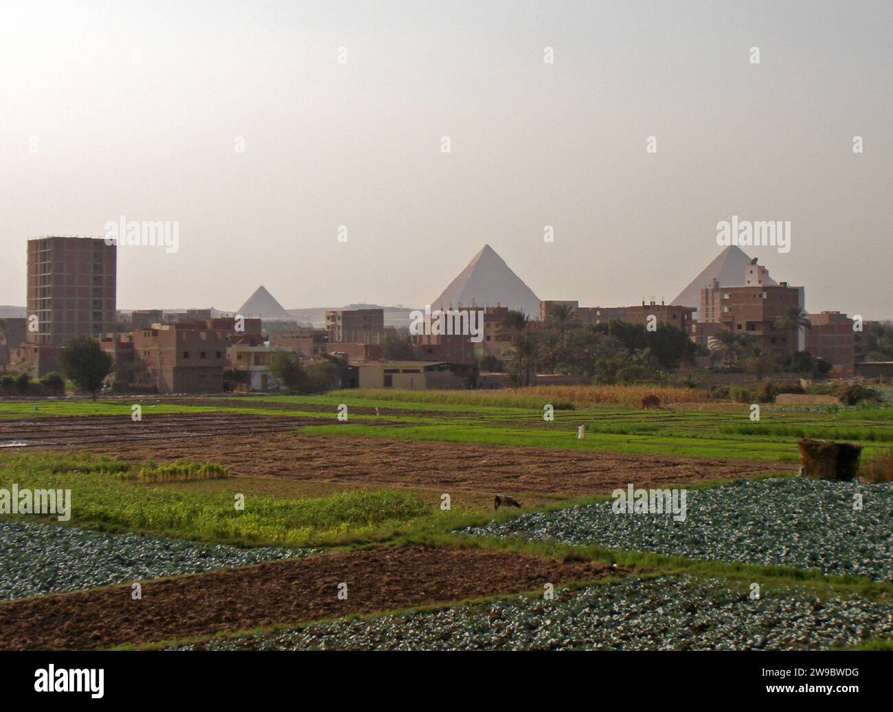The Giza pyramids rise beyond farm fields and homes along the Nile ...