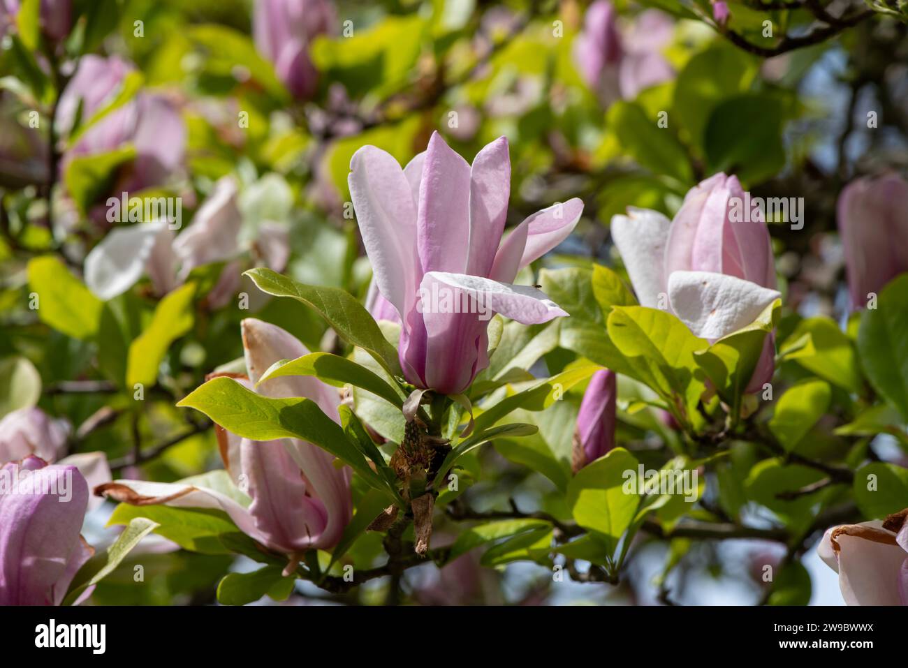 Sycamore tree blossom hi-res stock photography and images - Alamy
