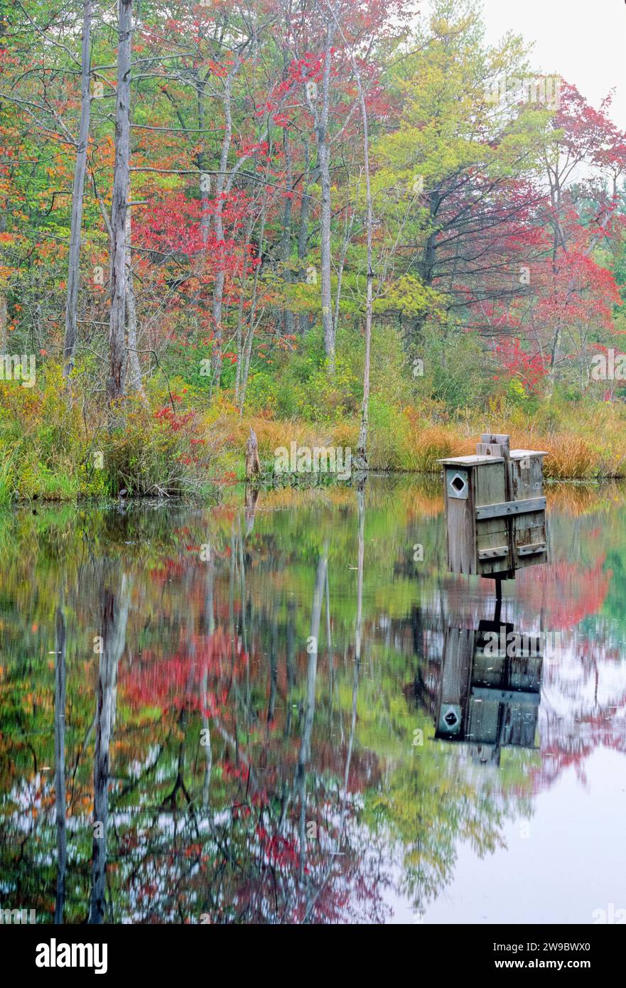 Wood duck box in a swamp in New Hampshire during the autumn months ...