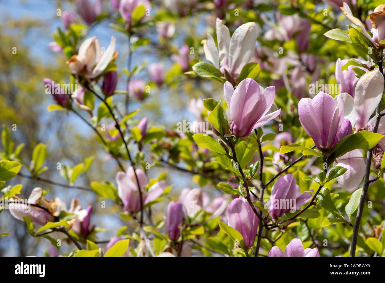 Magnolia hills hi-res stock photography and images - Alamy