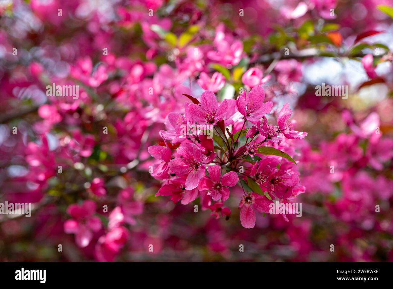 pink flower blossom clusters close up Stock Photo - Alamy