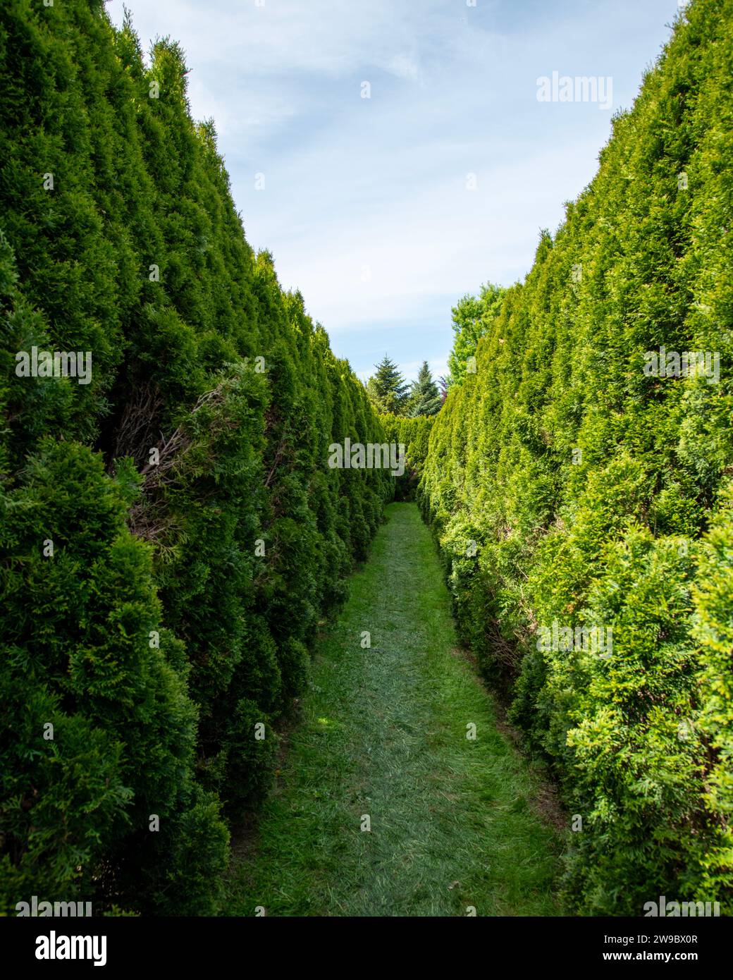 green hedge row maze path Stock Photo - Alamy