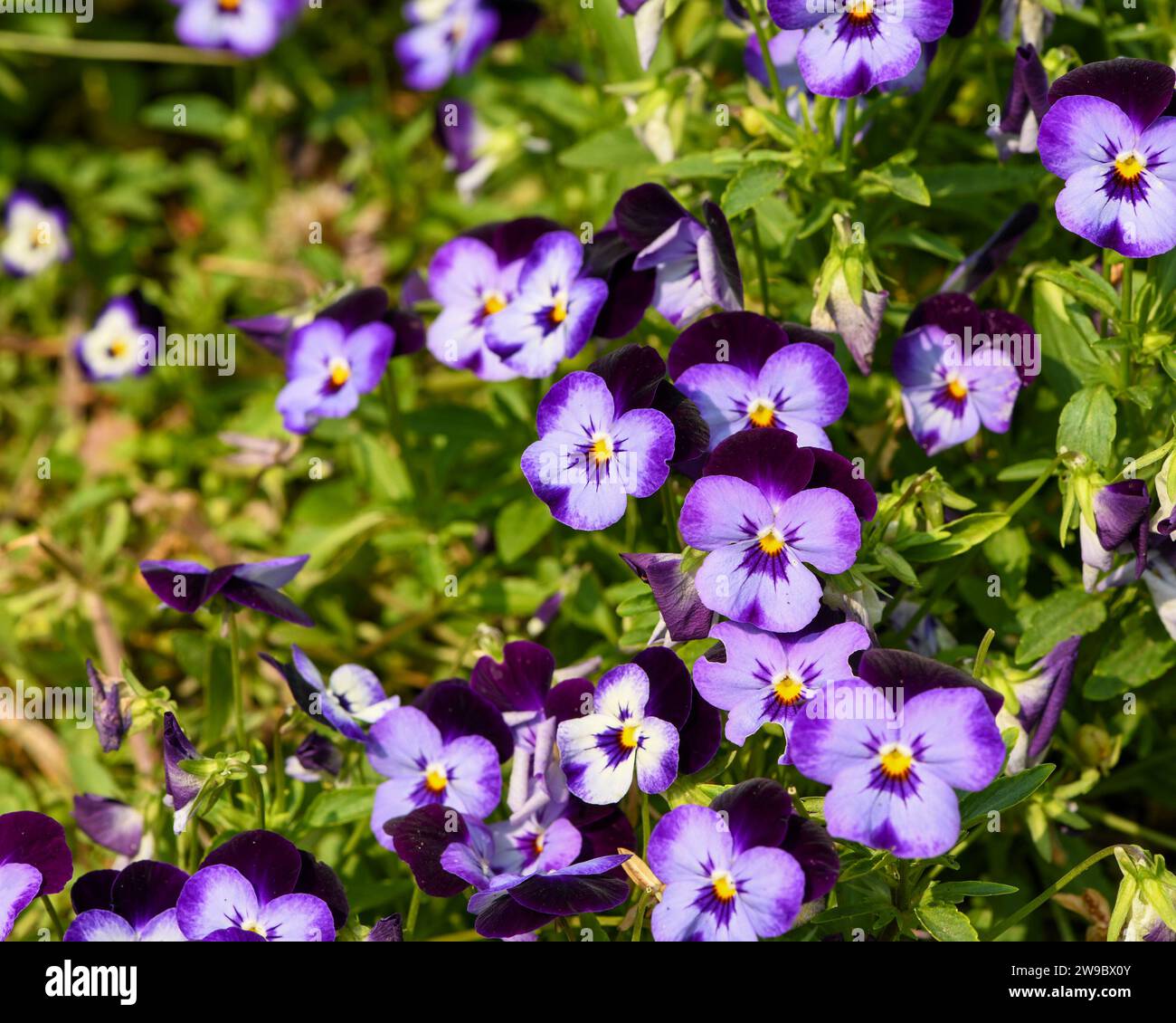 purple violets flowers close up background Stock Photo - Alamy