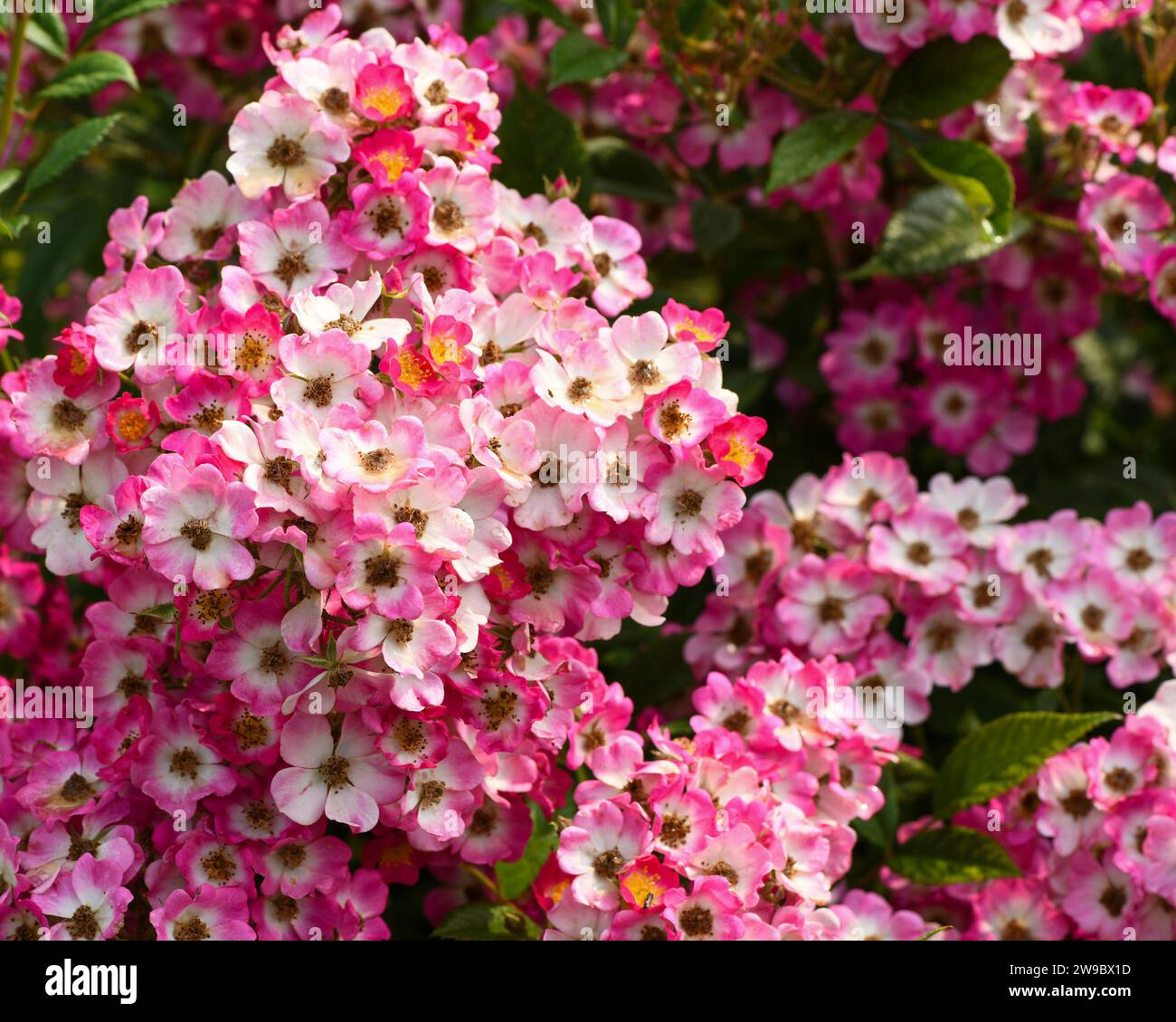 Clusters of pink roses hi-res stock photography and images - Alamy