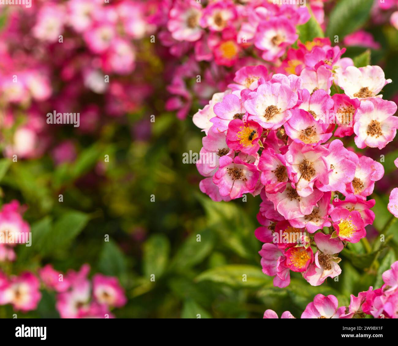Delicate clusters of pink hi-res stock photography and images - Alamy