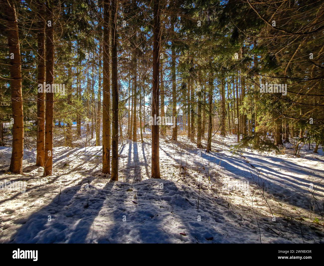 Winter in the Slovak Tatra Mountains full of snow Stock Photo - Alamy
