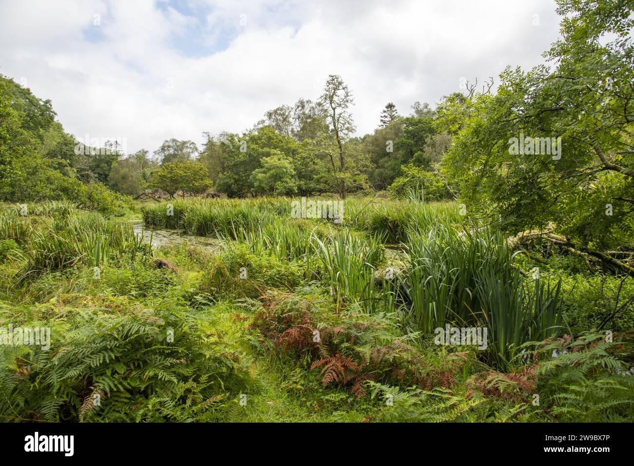 Swamp reeds ferns hi-res stock photography and images - Alamy