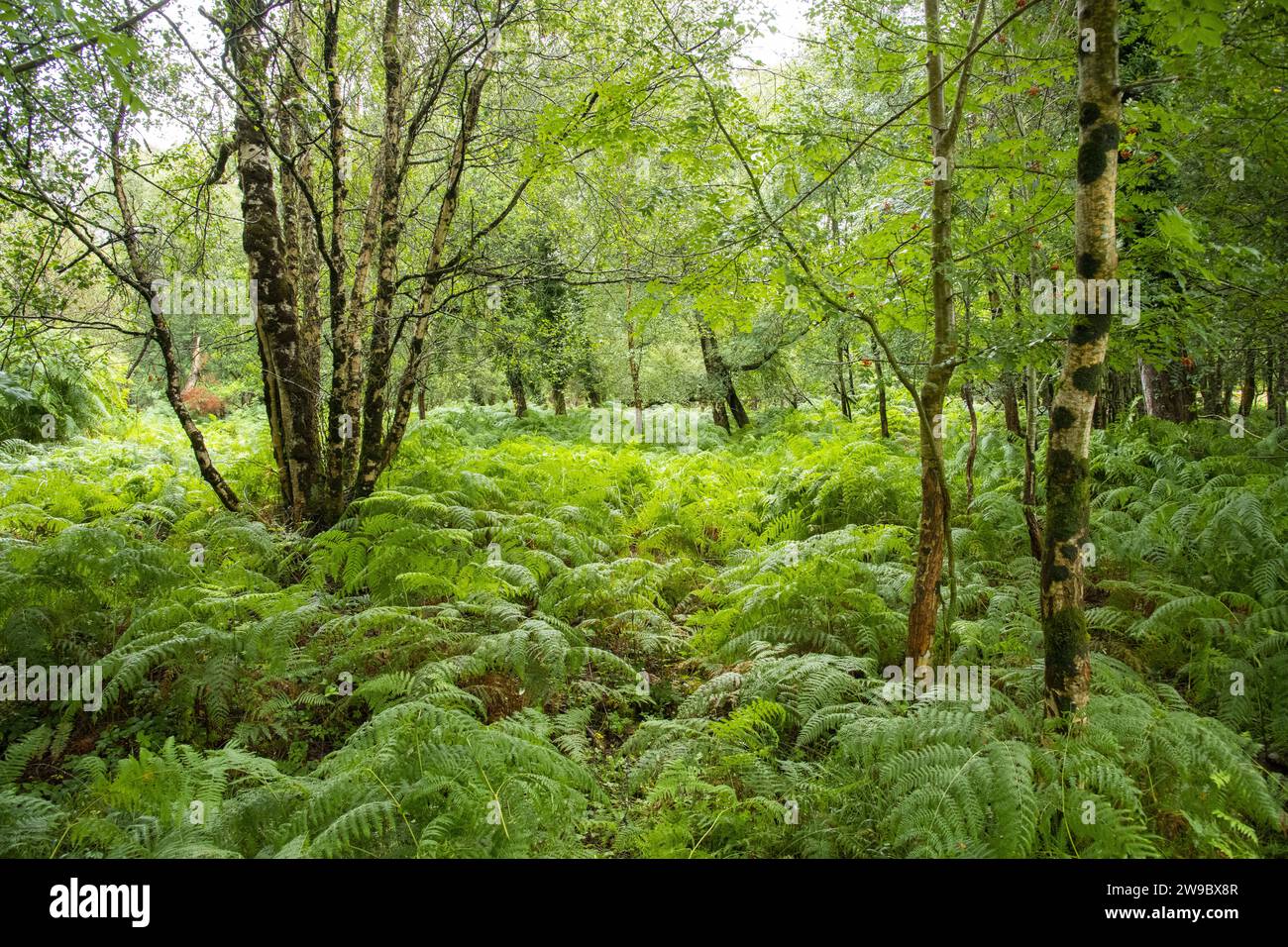 swamp forest landscape with grass Stock Photo - Alamy