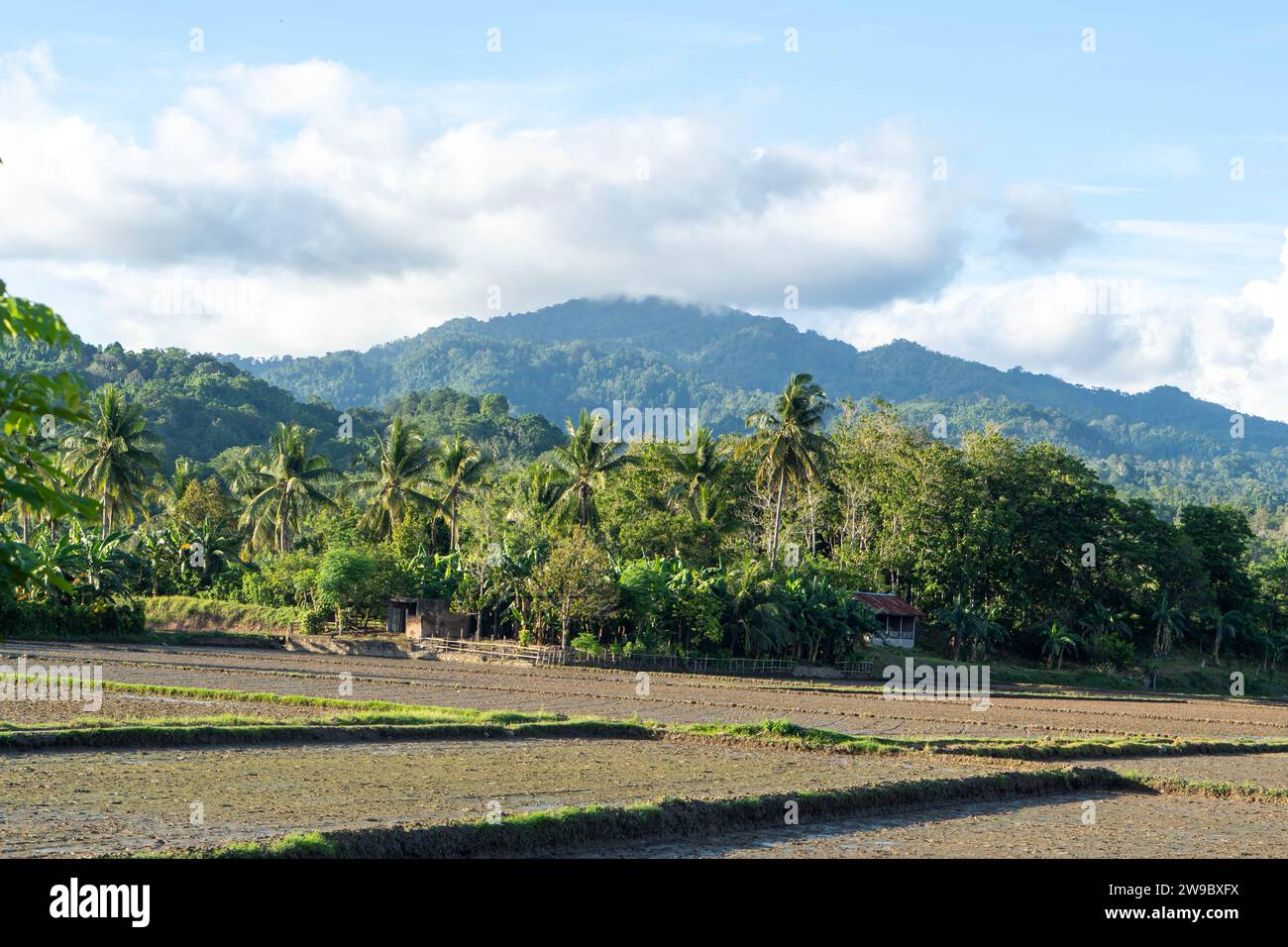 Ricefields habitat hi-res stock photography and images - Alamy