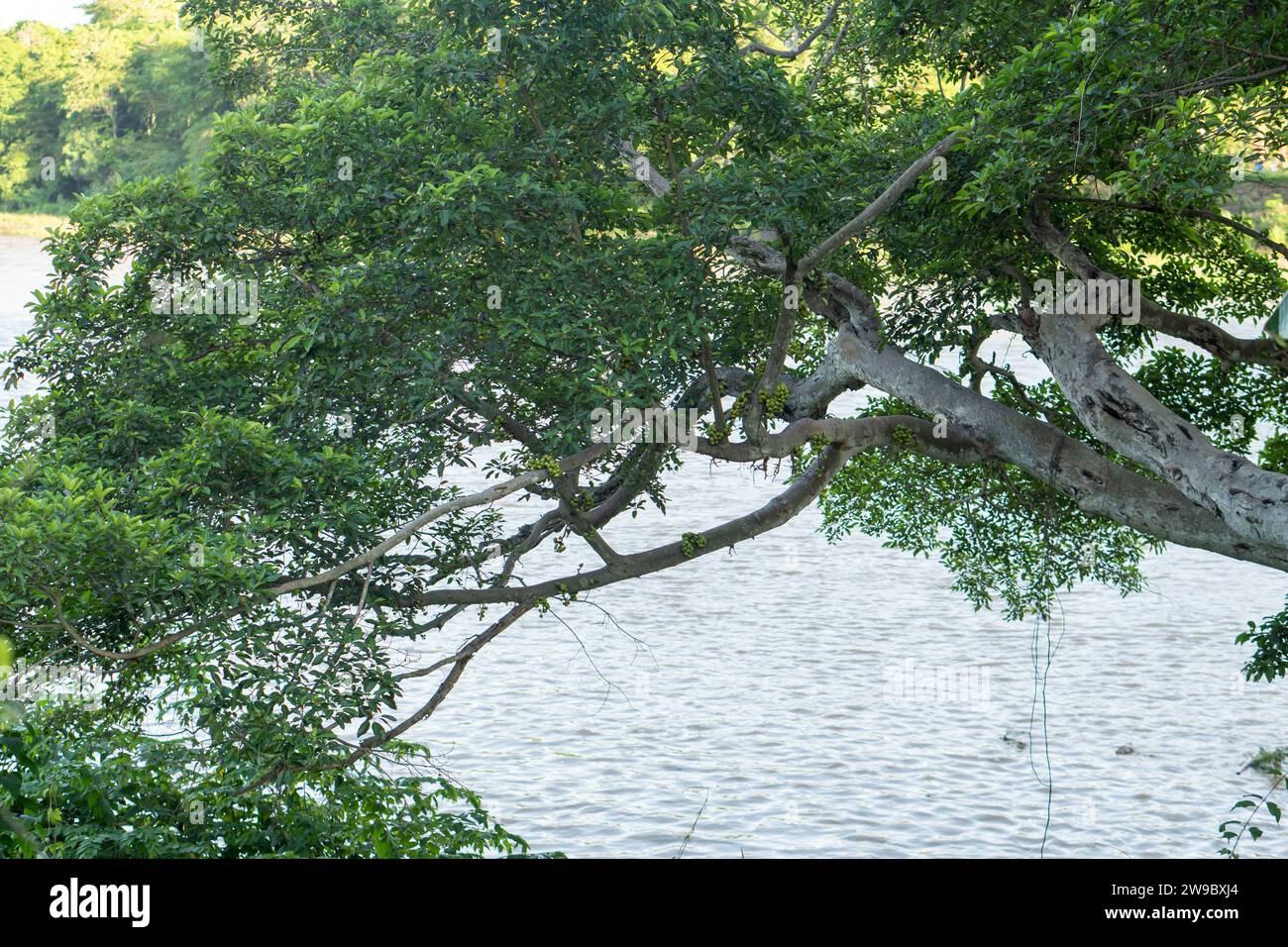 very beautiful rural natural views in the mountains, and dense tropical ...