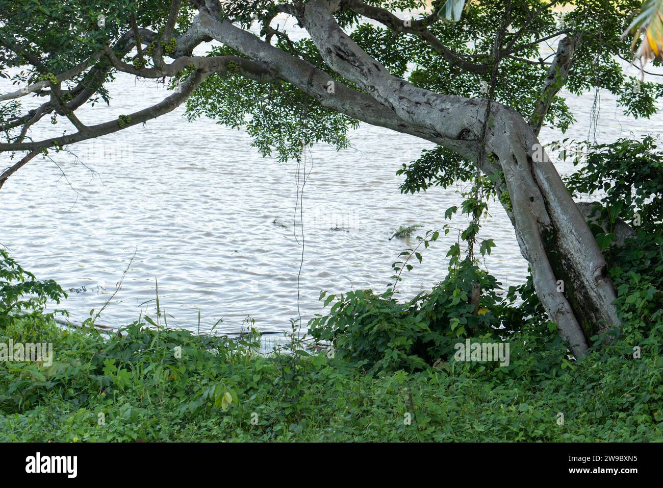 very beautiful rural natural views in the mountains, and dense tropical ...